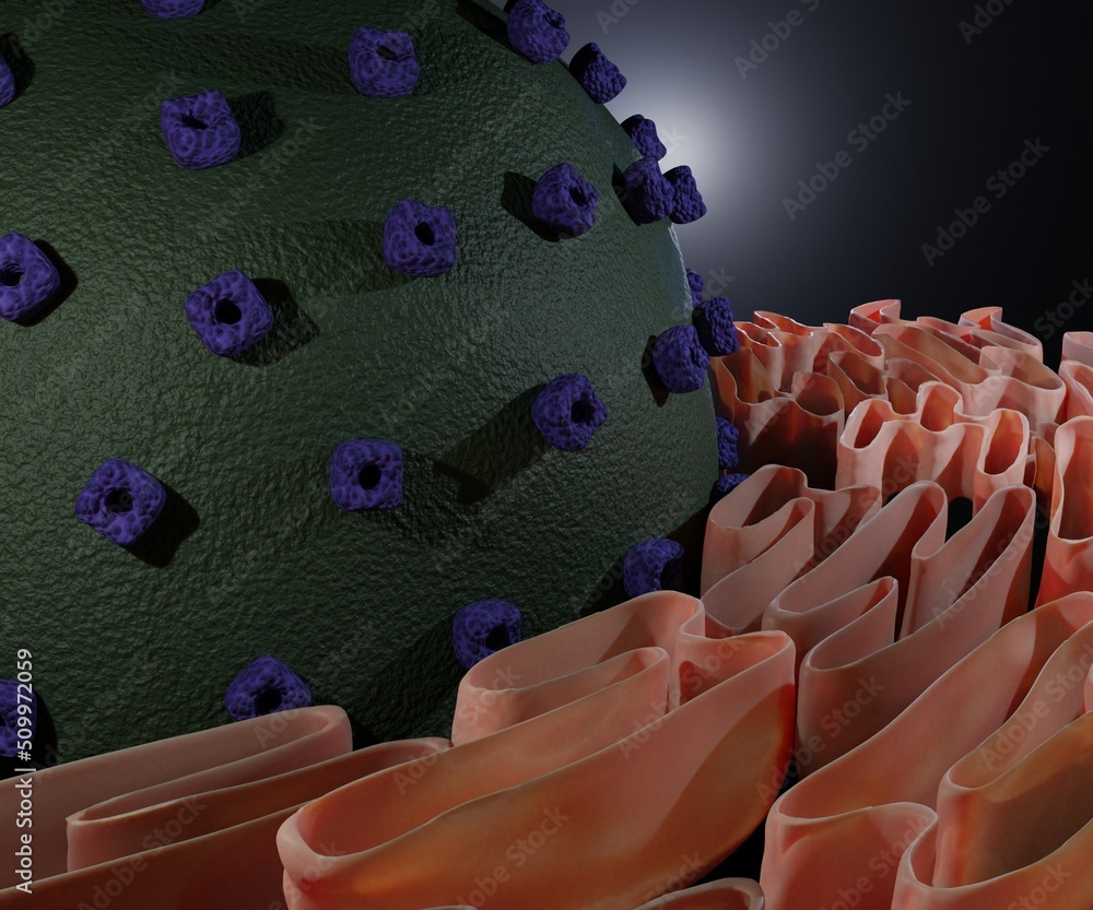 Endoplasmic Reticulum and the cell nucleus 3d rendering Stock ...