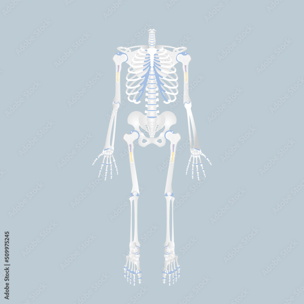 anatomy of human bone skeleton, internal organs body part orthopedic ...