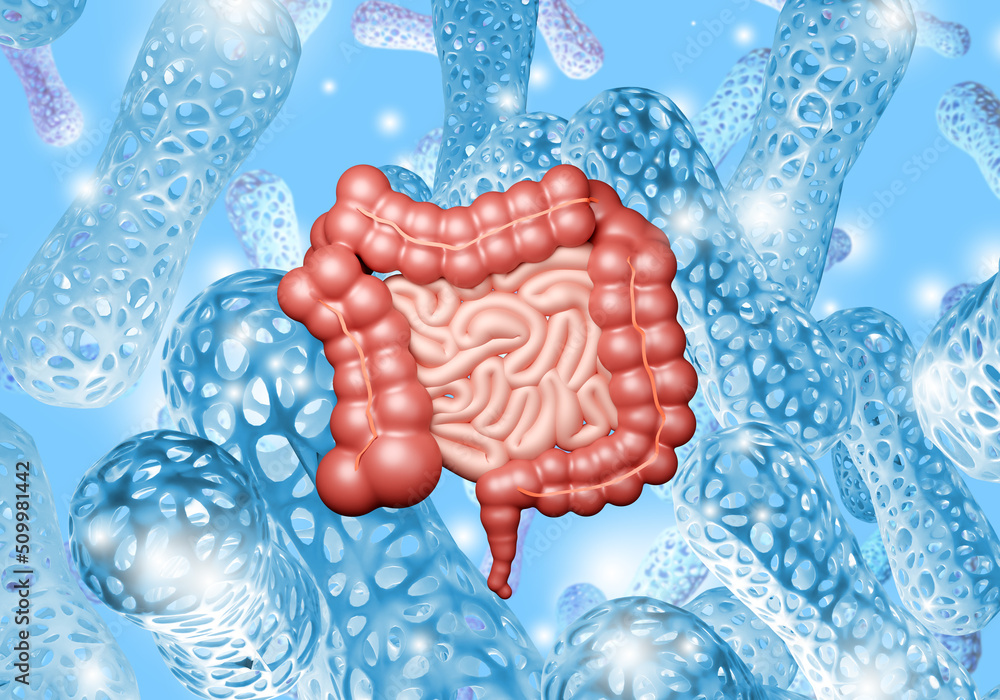 Probiotics for gut. Gastrointestinal tract. Human intestines on blue ...