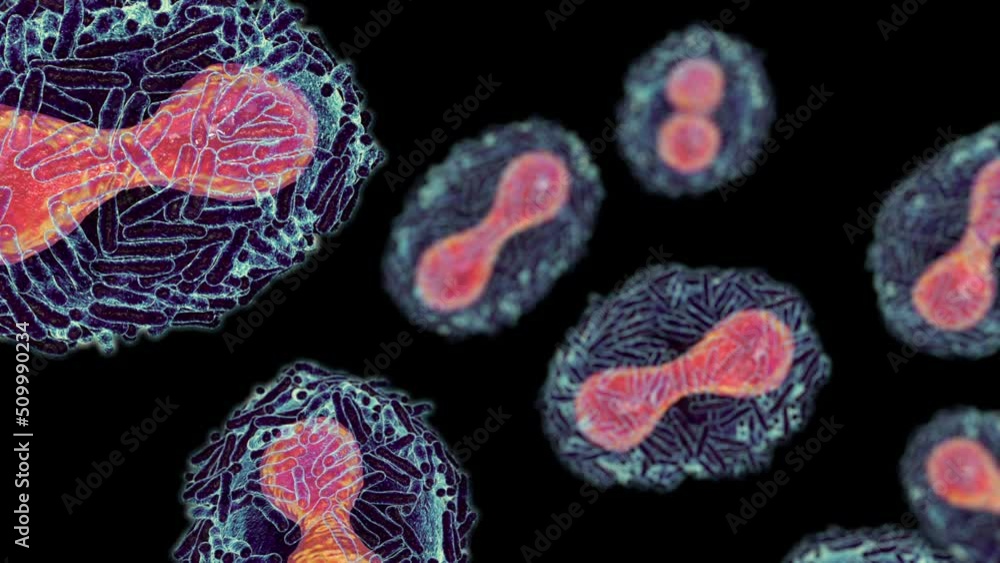 Monkeypox virus, 3D animation. A zoonotic virus from Poxviridae family ...