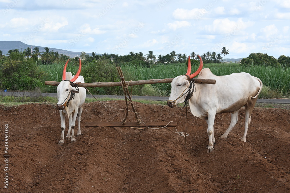 KINI, MAHARASHTRA, INDIA 10 JUNE 2022 : Farmer's are plowing field in ...