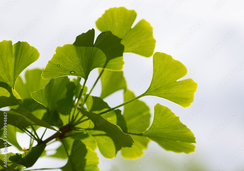 Ginkgo Biloba leaves illuminated by back light sun on a branch of the ...