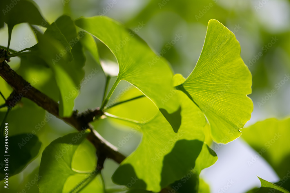 Ginkgo Biloba leaves illuminated by back light sun on a branch of the ...