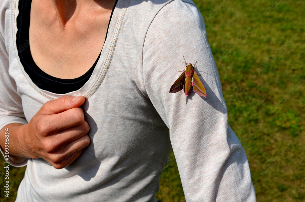 The pink moth is a real handsome man, elegant and at same time cute ...