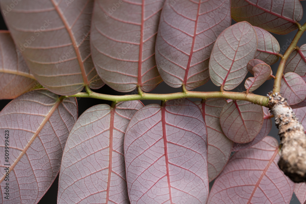 Back of Phyllanthus Mirabilis leaves close up with isolated grey ...