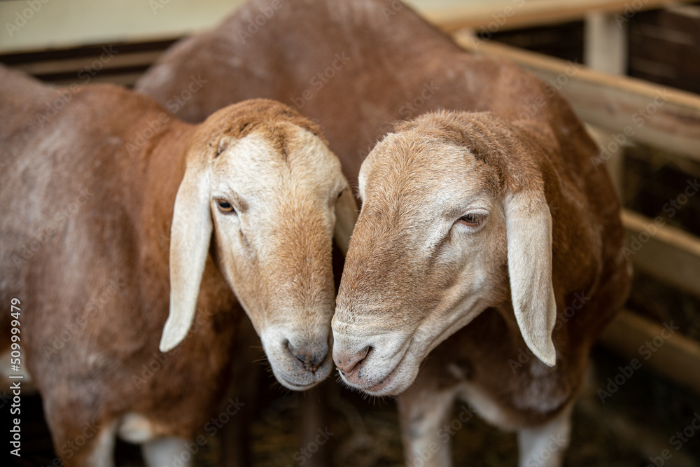 Goat, a domestic animal, a species of artiodactyls from the genus of ...