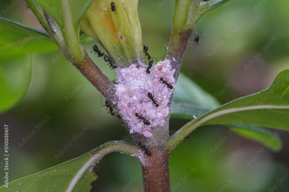Cotton mealybug, Phenacoccus solenopsis (Hemiptera: Pseudococcidae) is ...
