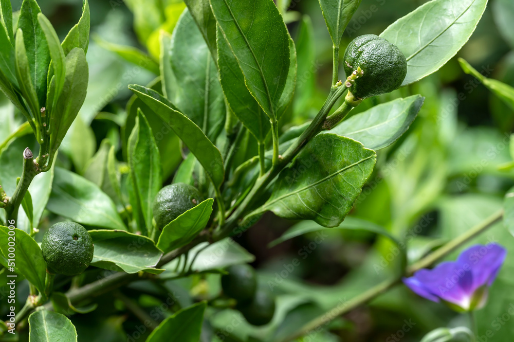 Emerging fruit forming in Spring on Miyagawa-wase Mikan (Citrus unshiu ...