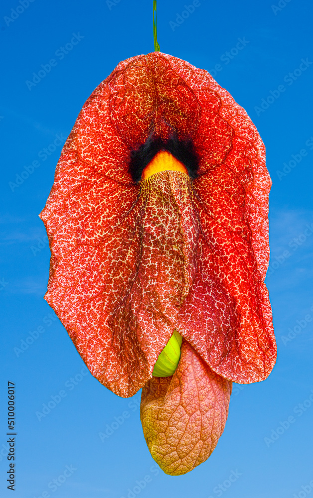 Giant Pelican Flower or Brazilian Dutchman‘s Pipe (Aristolochia ...