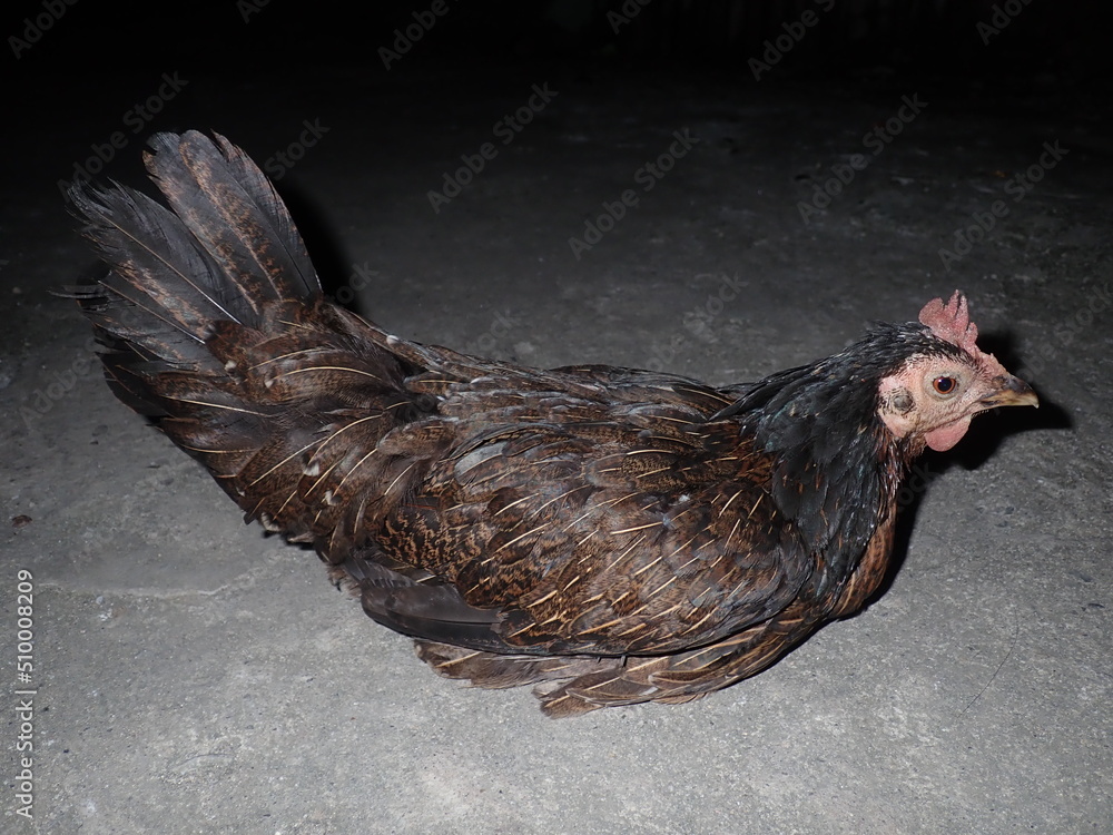 native hen isolated in the night Stock Photo | Adobe Stock