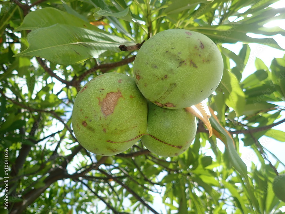 Cerberus odolam or Cerbera odollam: tree nicknamed 'The Suicide tree ...