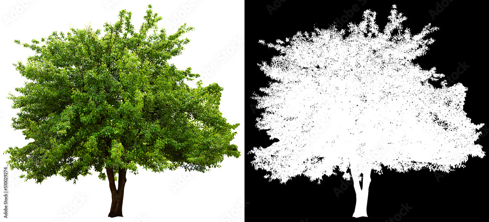 Green spring tree isolated on white background for your landscape ...