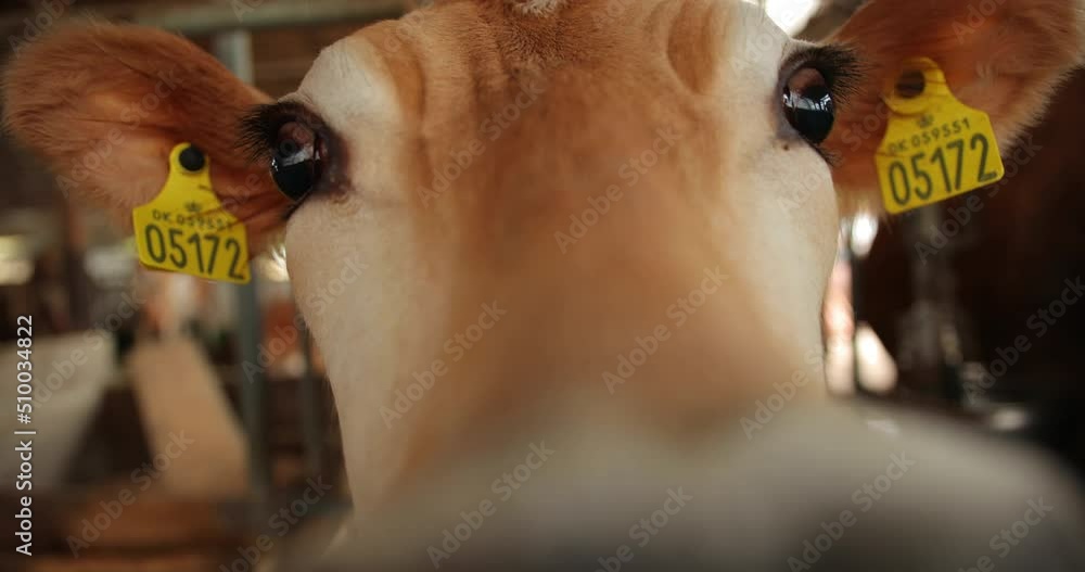 Video „Muzzle cow close-up. Brown cow nose. Curious cow. Close up ...