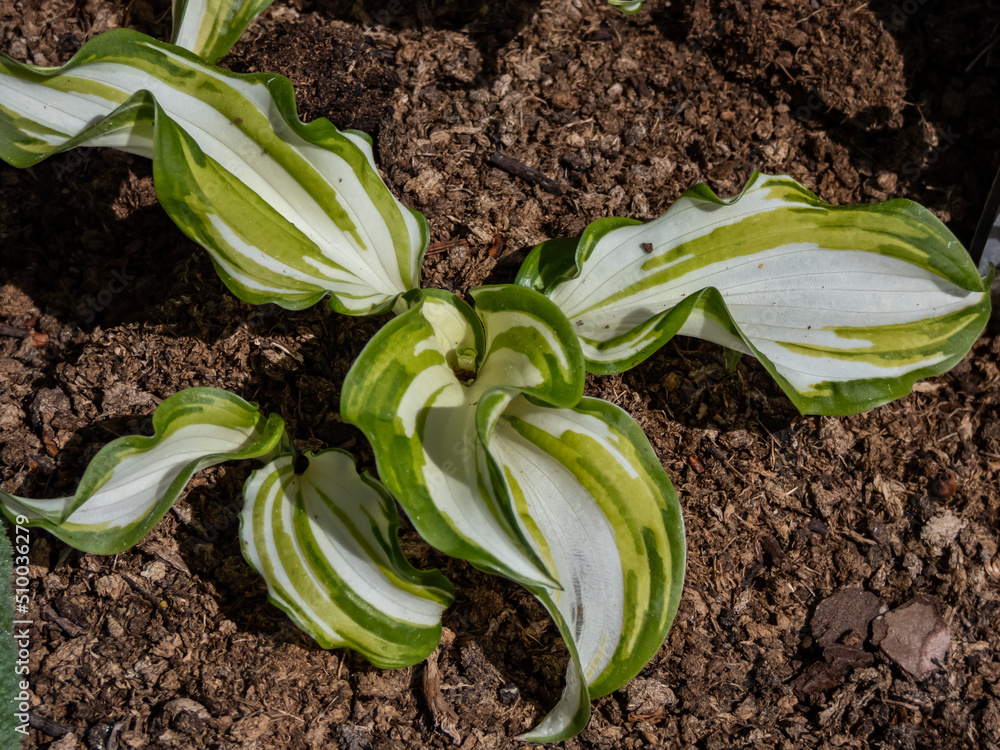 Attractive Wavy Plantain lily (Hosta undulata) with dense mounds of ...