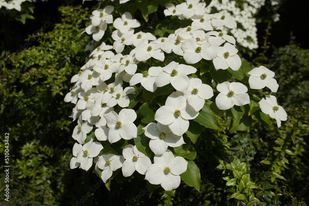 Cornus kousa (also Benthamidia kousa), the Kousa dogwood, is a small ...