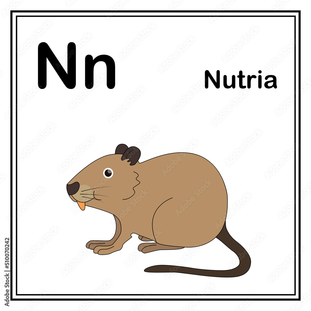 Cute children ABC animal alphabet N letter flashcard of Nutria for kids ...