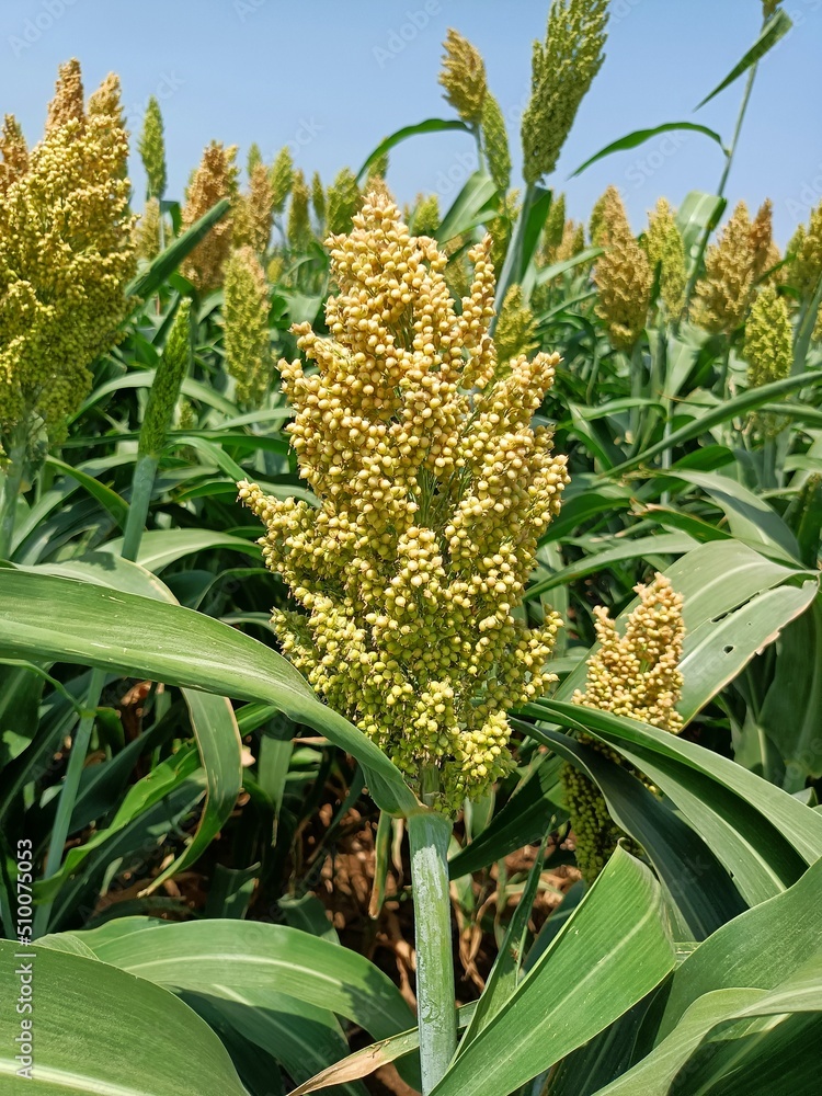 Sorghum, sourghum plants field crops in farm, jawar crop field farming ...
