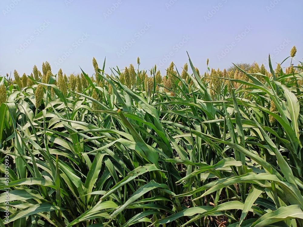 Sorghum, sourghum plants field crops in farm, jawar crop field farming ...
