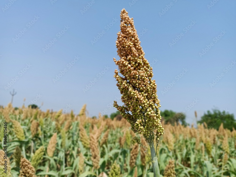 Sorghum, sourghum plants field crops in farm, jawar crop field farming ...