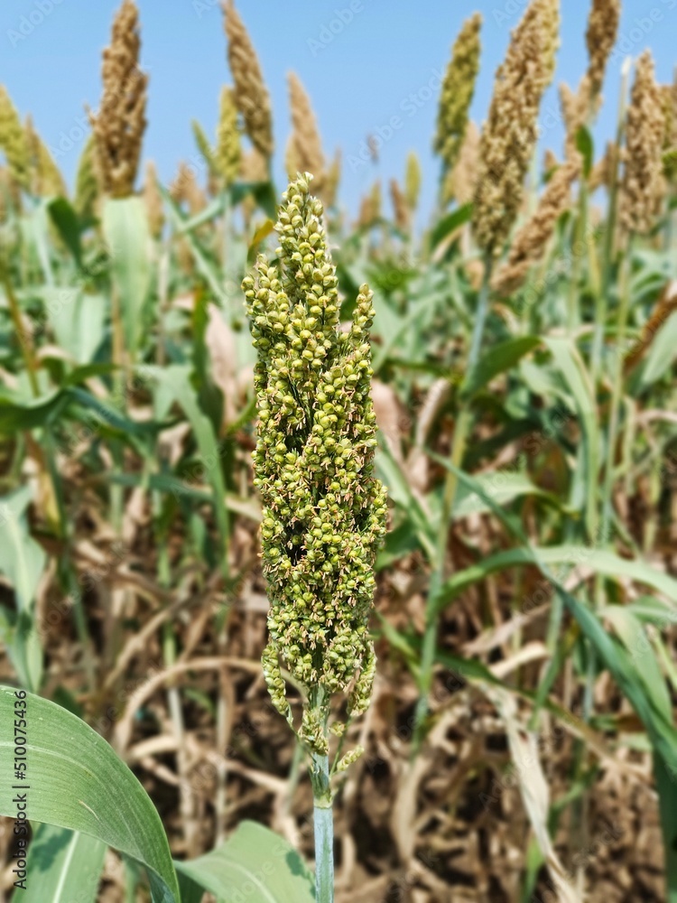 Sorghum, sourghum plants field crops in farm, jawar crop field farming ...