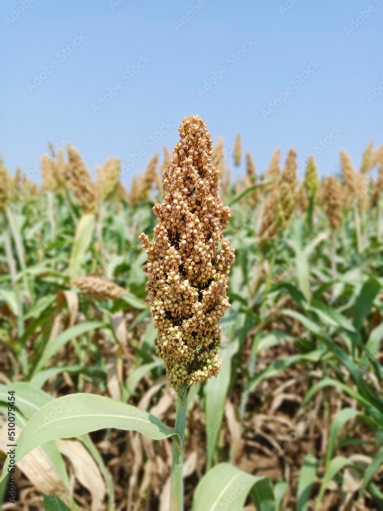 Sorghum, sourghum plants field crops in farm, jawar crop field farming ...