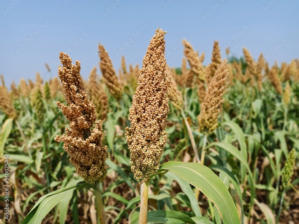 Sorghum, sourghum plants field crops in farm, jawar crop field farming ...