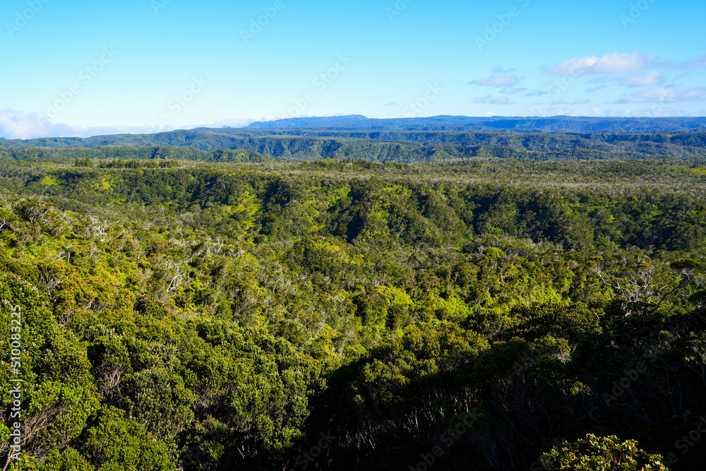 Tropical forest seen on the Alakai Swamp trail, one of the wettest ...