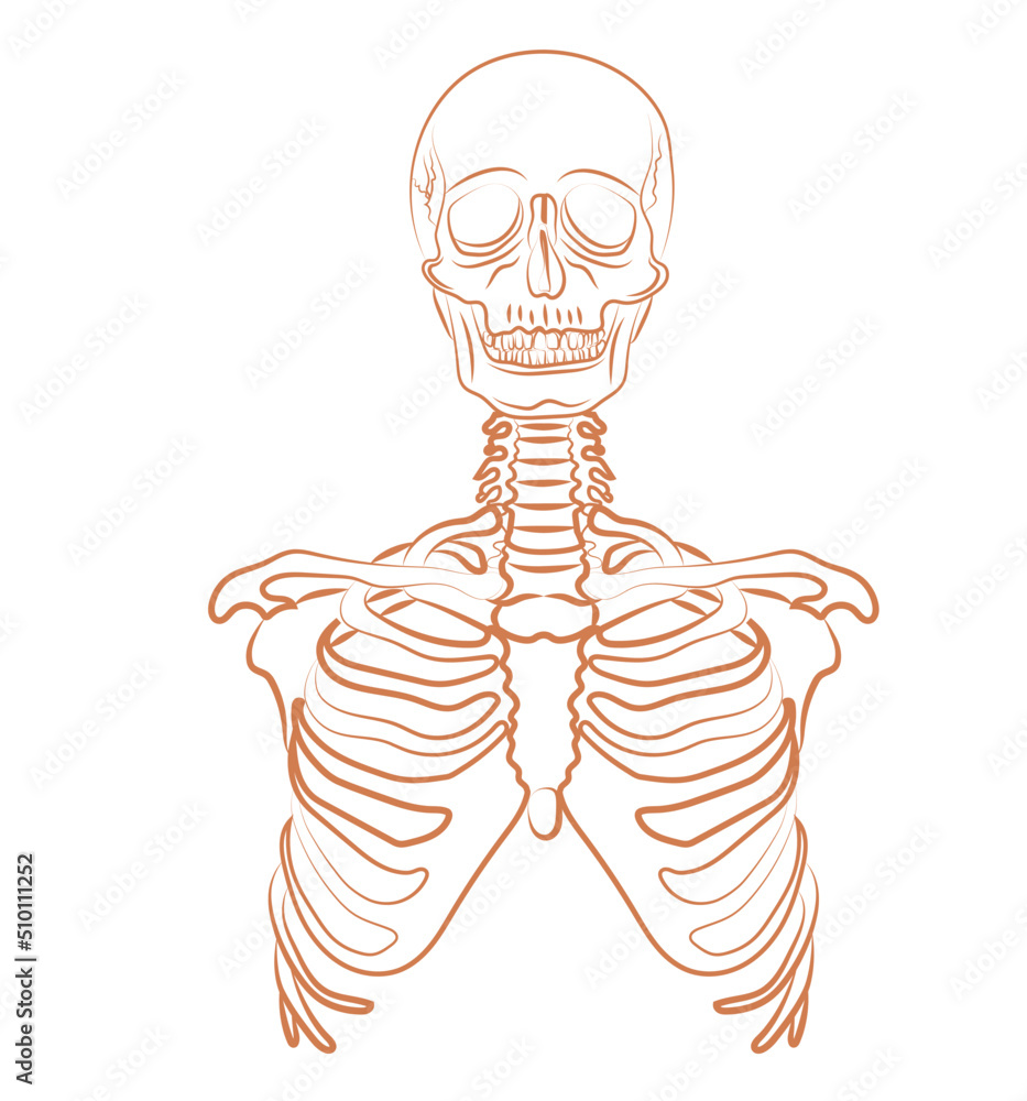 Human skull and chest illustration Stock Vector | Adobe Stock