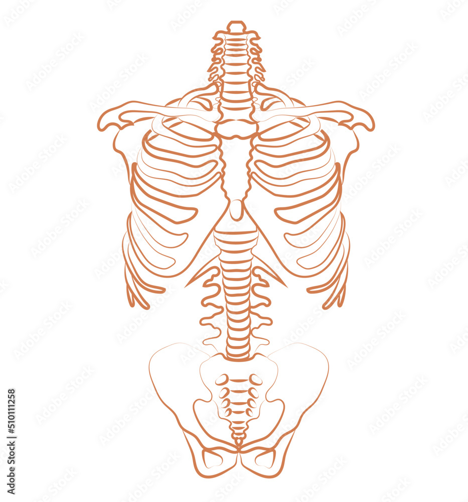 Human chest skeleton illustration Stock Vector | Adobe Stock