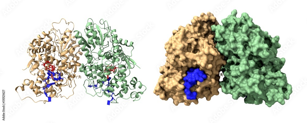 Structure of cryptochrome 3 dimer - DNA (blue) complex. FAD is shown in ...