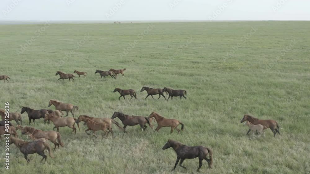 Wild Horses Running, Dust from under the hooves. Wild mustangs run on ...