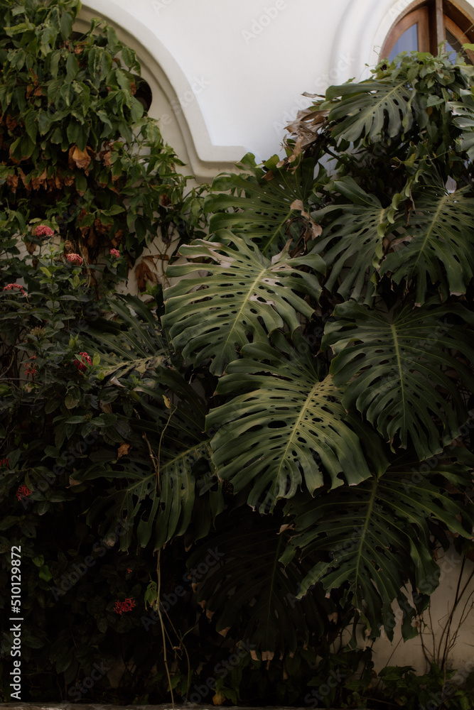 Dark Green Tree Leaves Stock Photo | Adobe Stock