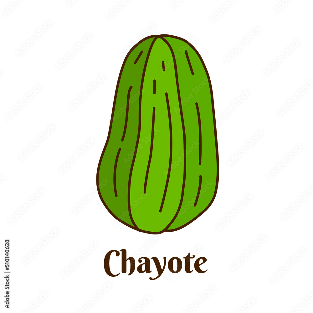 Chayote. Hand drawn flat vector illustration isolated on white ...