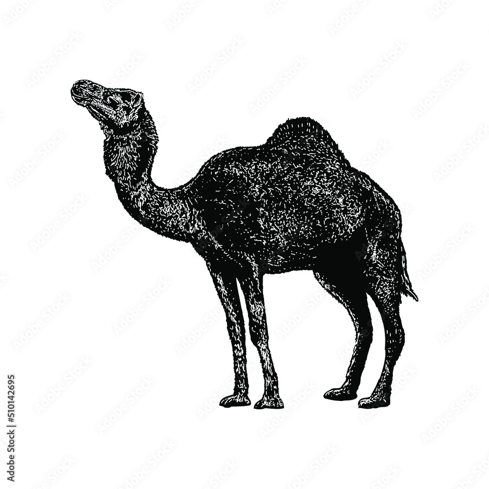 camel hand drawing vector illustration isolated on background Stock ...