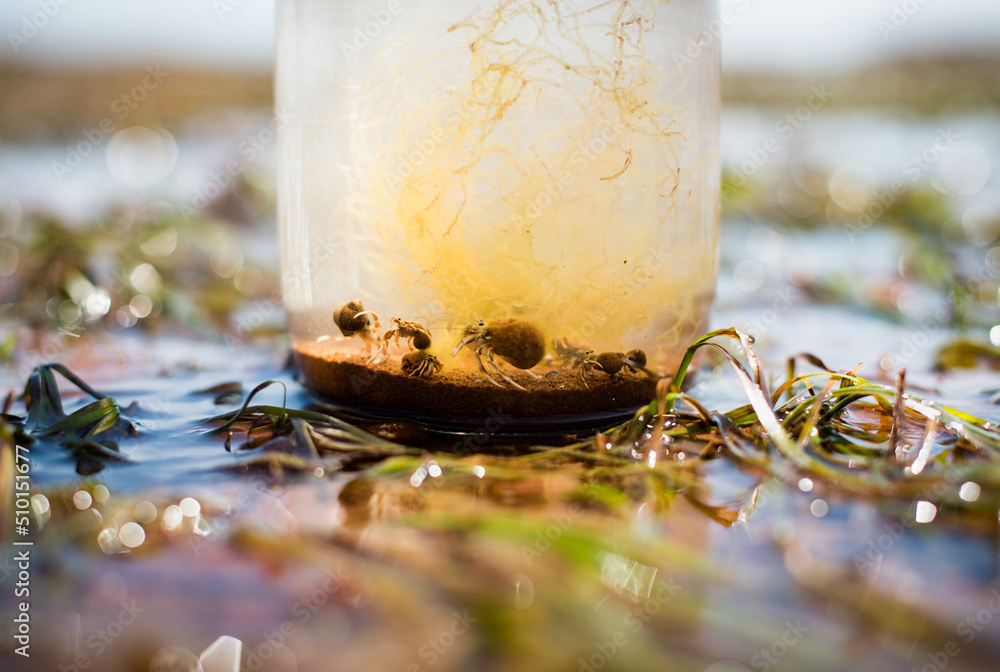 Hermit Crabs in a Jar Stock Photo | Adobe Stock
