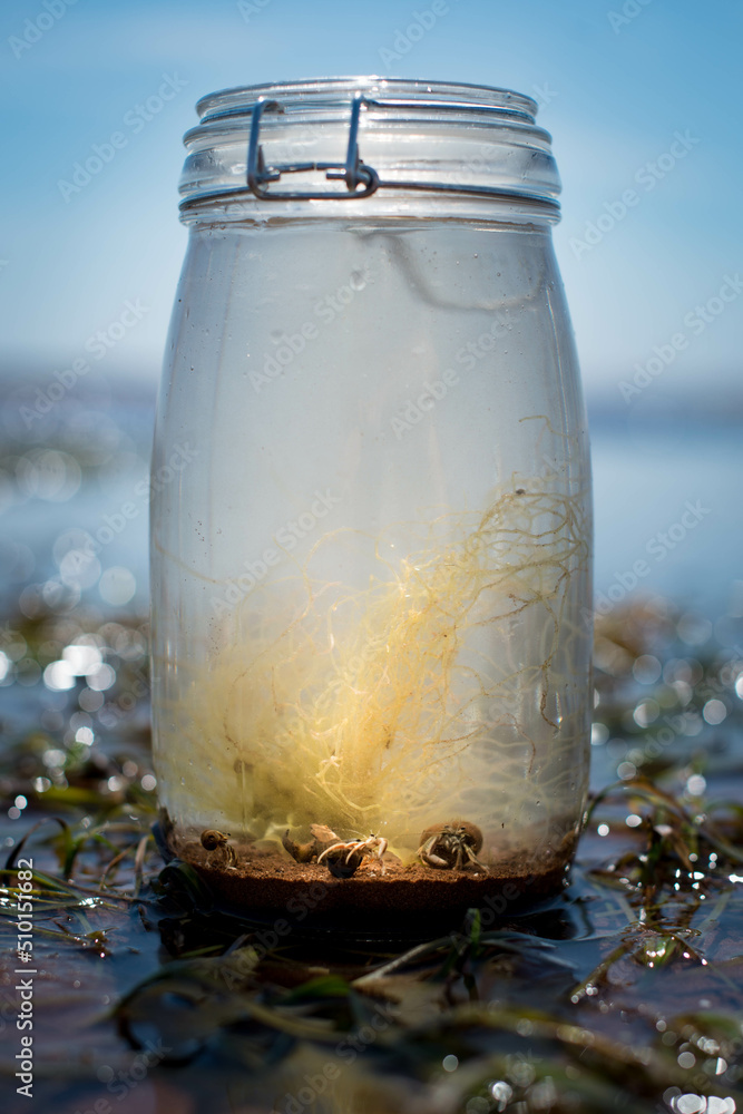 Hermit crabs in a jar Stock Photo | Adobe Stock
