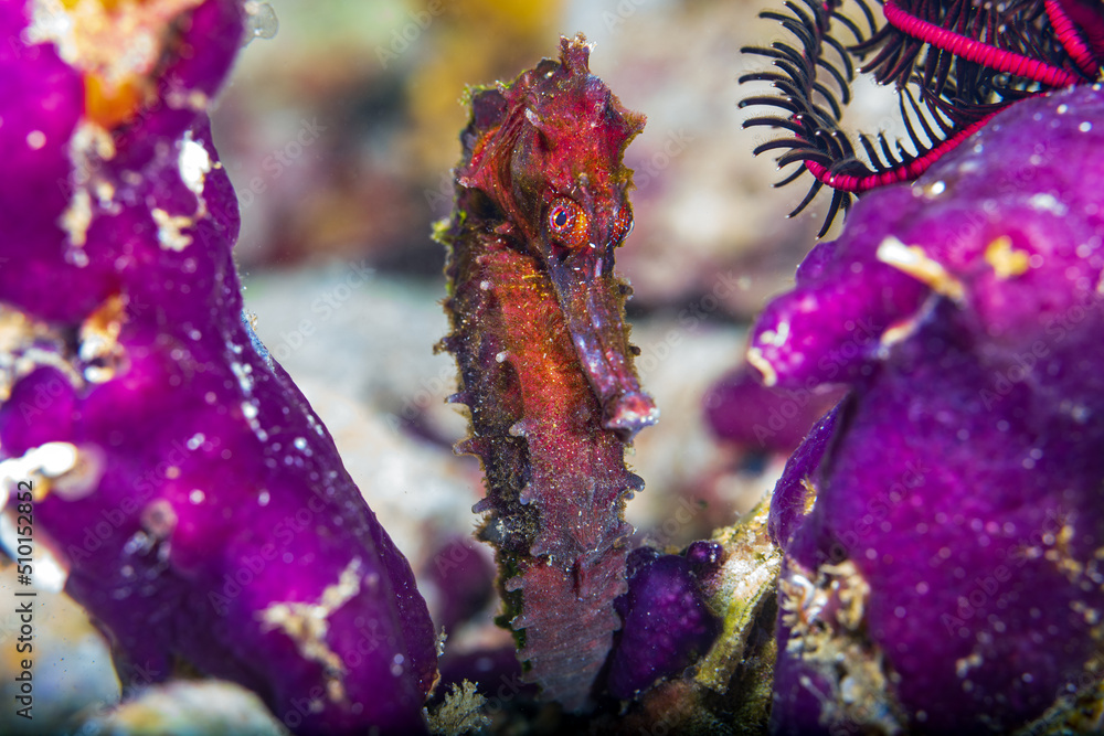 Hippocampus kuda, also known as the common seahorse, estuary seahorse ...