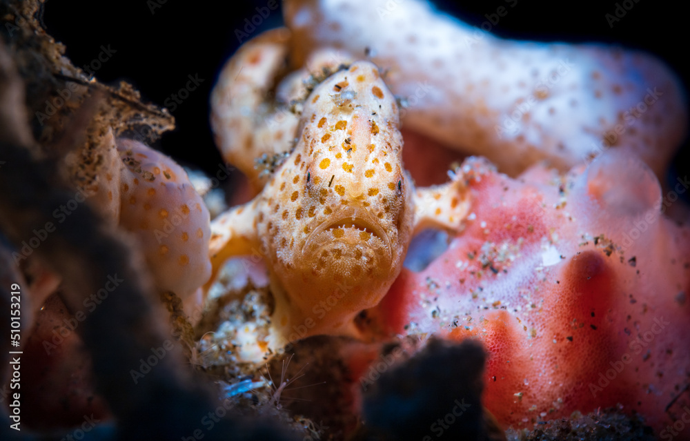 Frogfishes are any member of the anglerfish family Antennariidae, of ...