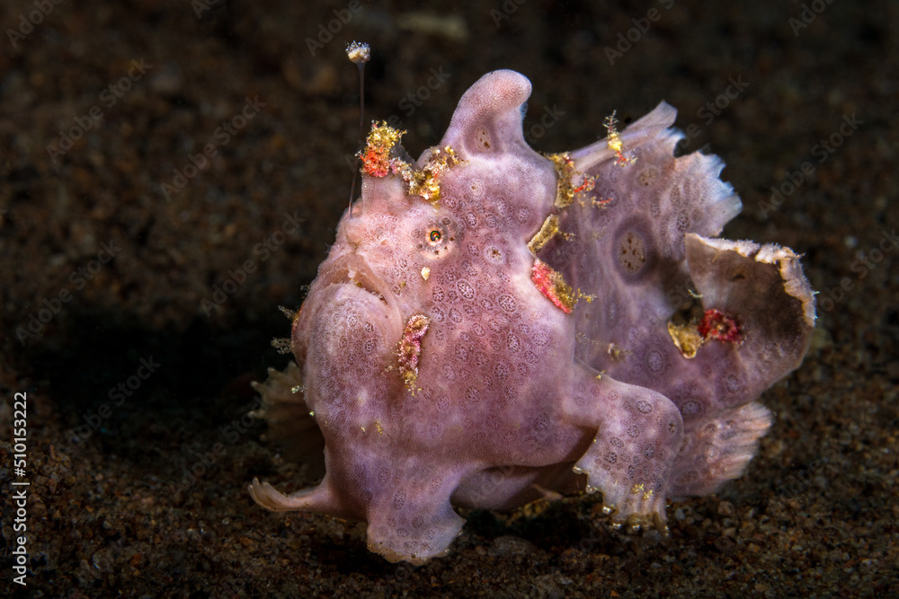 Frogfishes are any member of the anglerfish family Antennariidae, of ...
