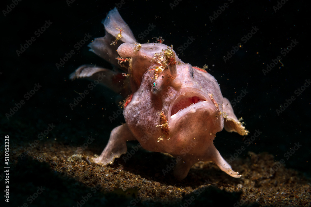 Frogfishes are any member of the anglerfish family Antennariidae, of ...