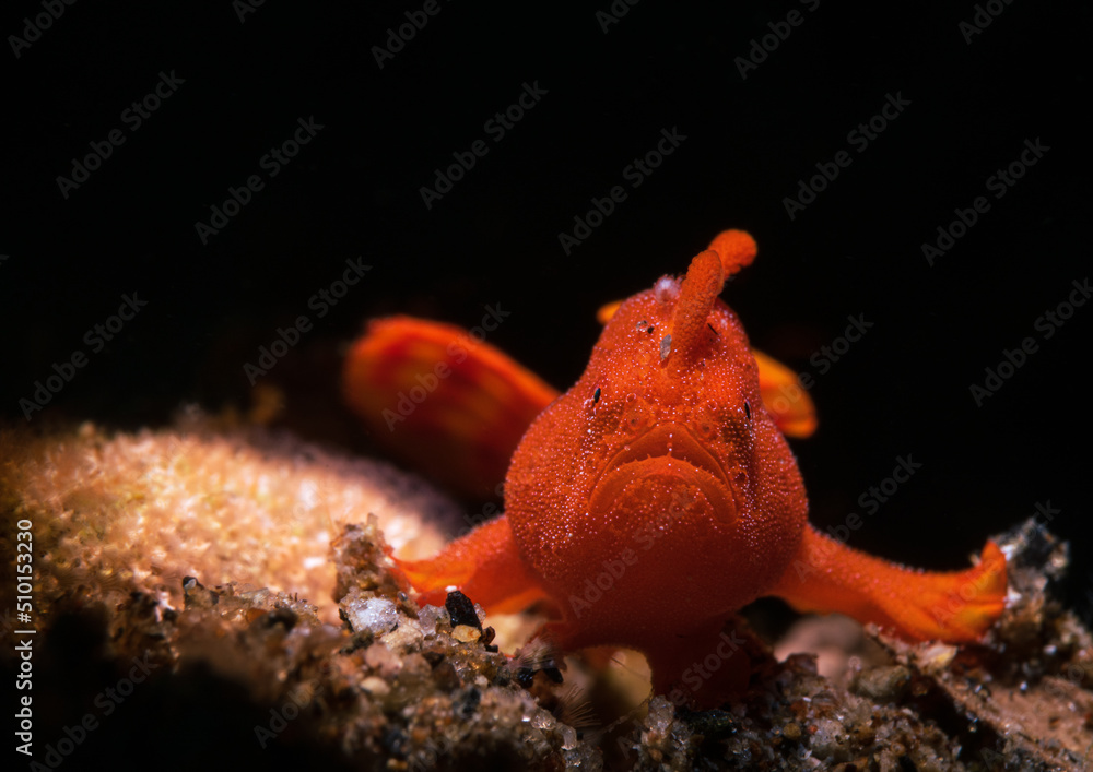 Frogfishes are any member of the anglerfish family Antennariidae, of ...
