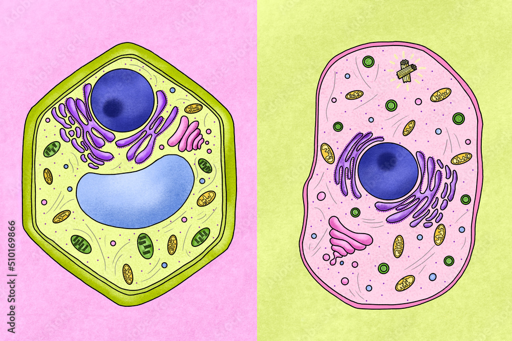 lllustration of the animal and plant cells Stock Photo | Adobe Stock