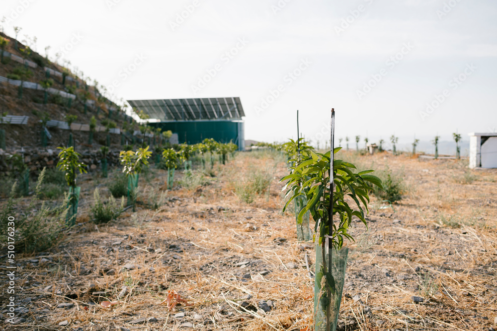 Ecological plantation of mangoes' trees Stock Photo | Adobe Stock