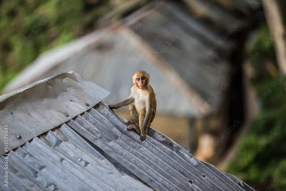 Temple monkeys Stock Photo | Adobe Stock