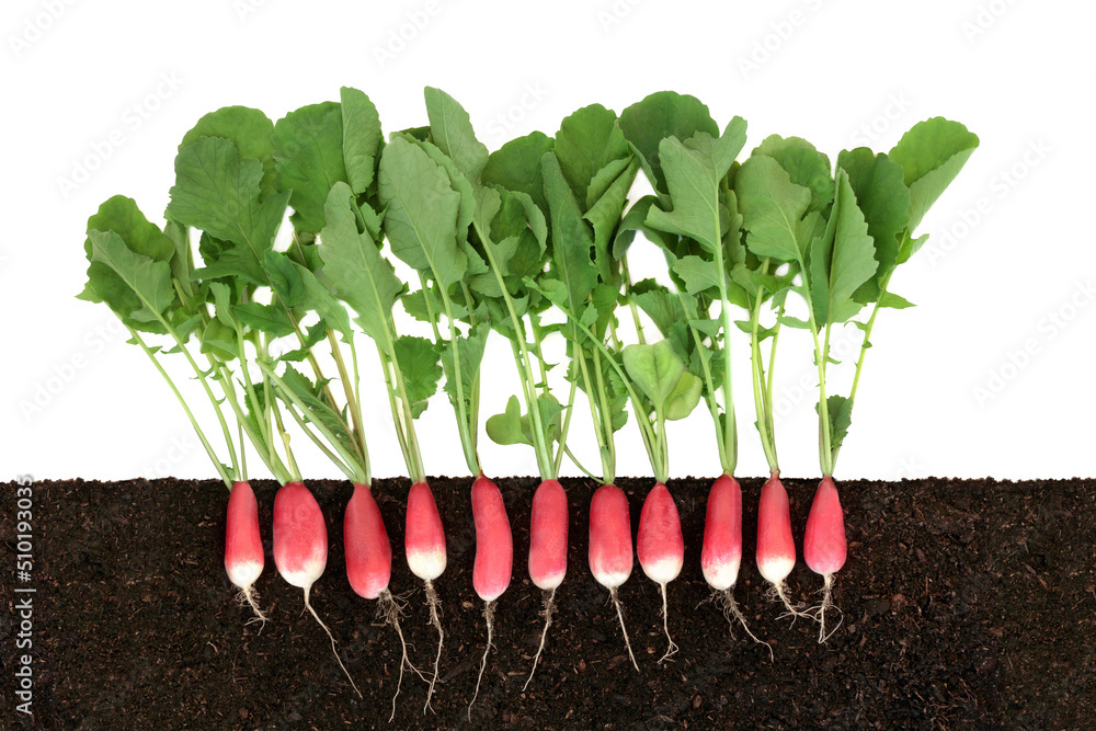 Radish growing in earth concept with roots and leaves. Healthy organic ...