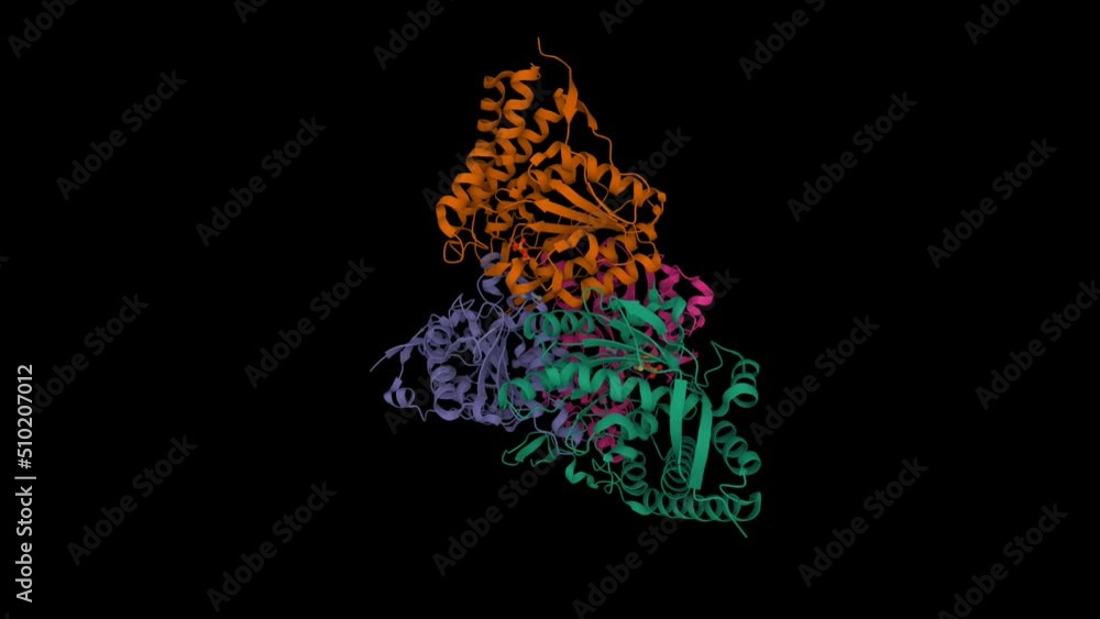 Structure of the human pyruvate dehydrogenase tetramer. Animated 3D ...