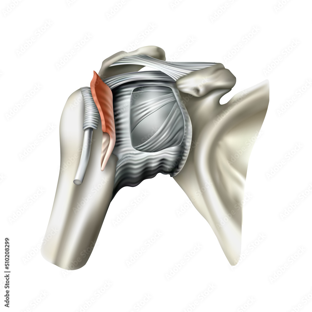 Human Shoulder Joint