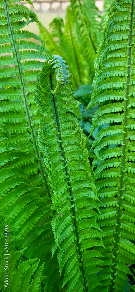 Fern Spiral of Matteuccia is a genus of ferns with one species ...