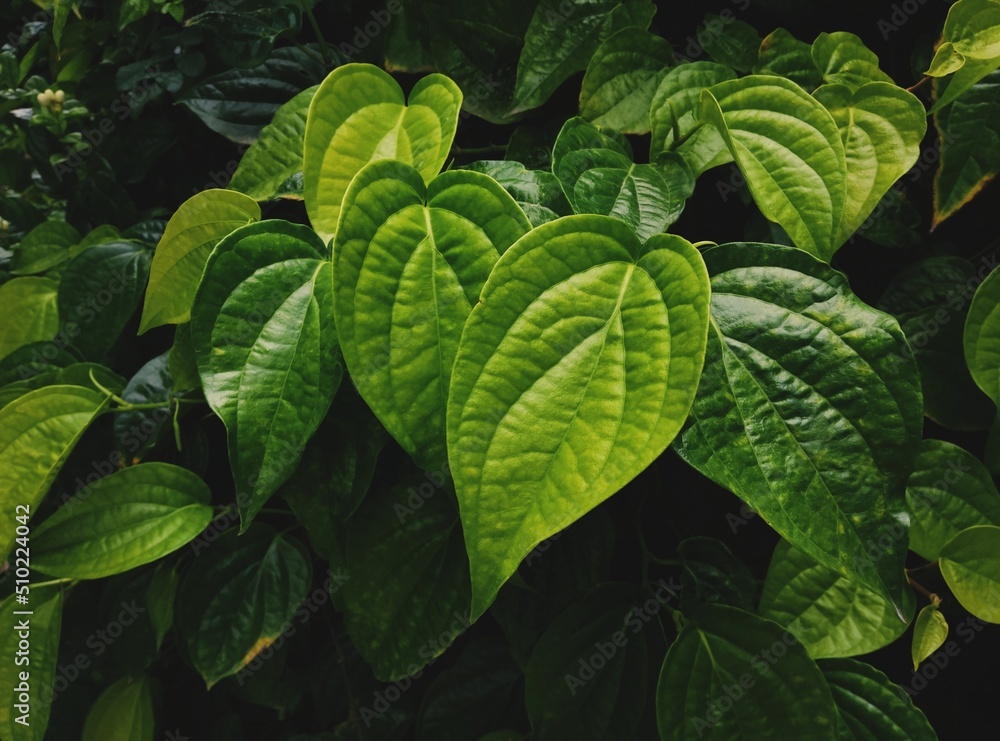 Betel leaves or paan leaves plant commonly used in India. Commonly used ...