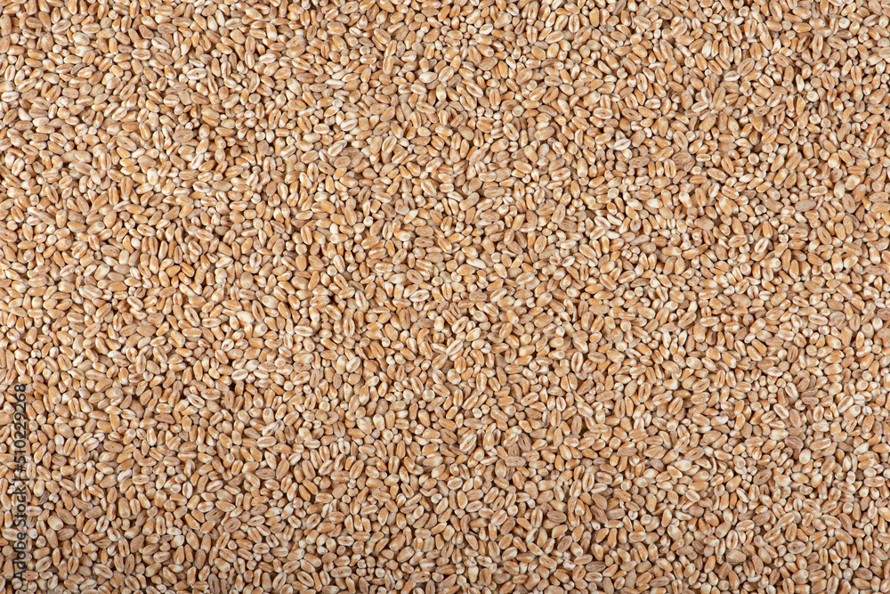 Texture of wheat, grains. Background for dry wheat design. Large size ...